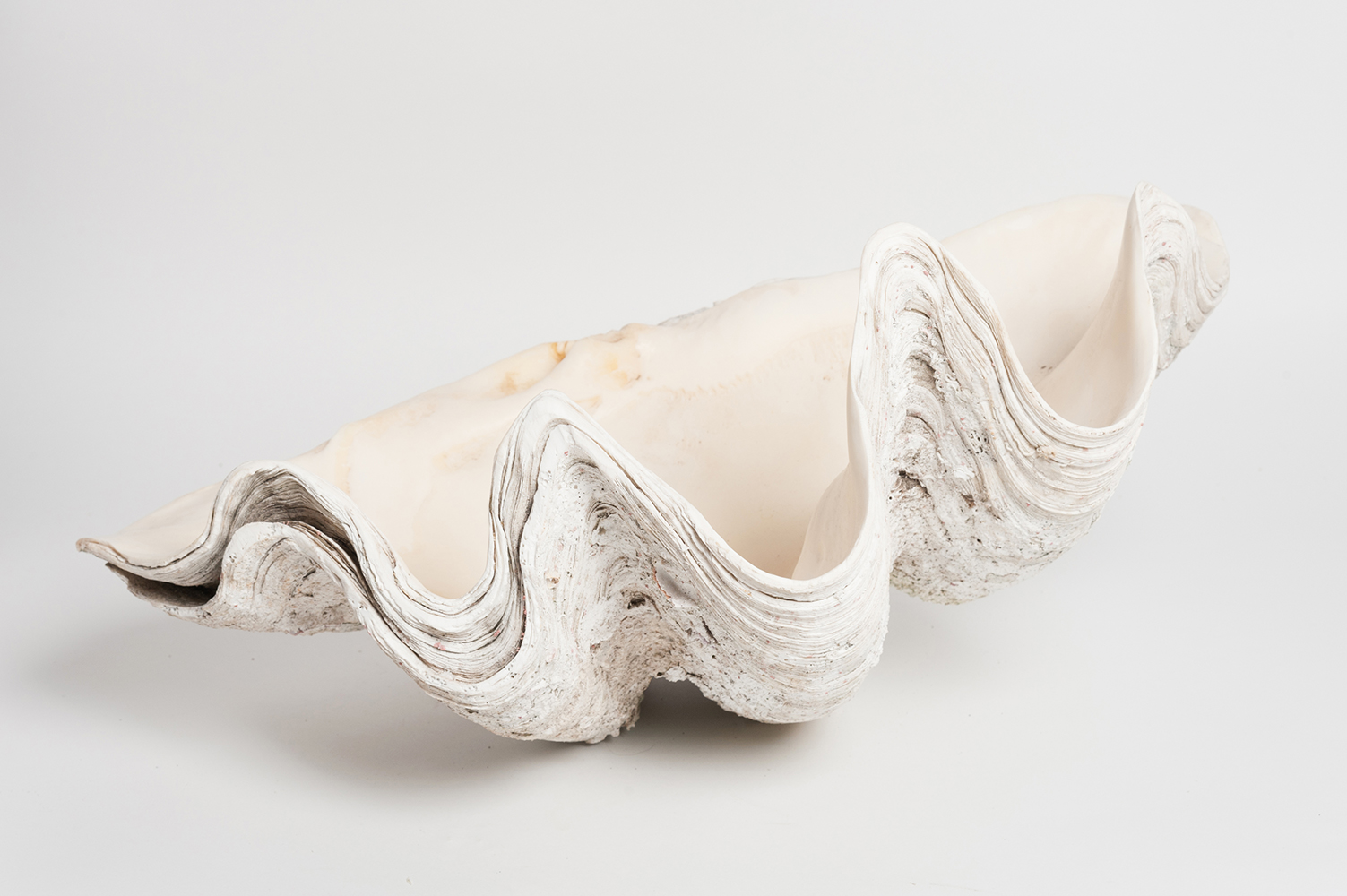 Giant clam shell | Nikki Page Antiques