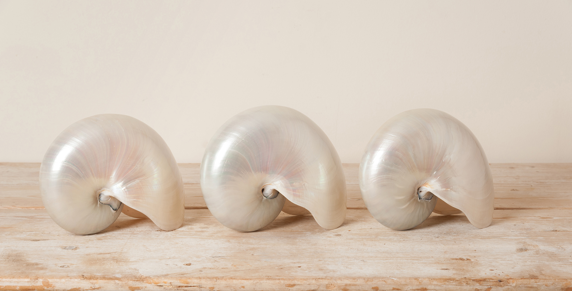 Giant nautilus shell | Nikki Page Antiques