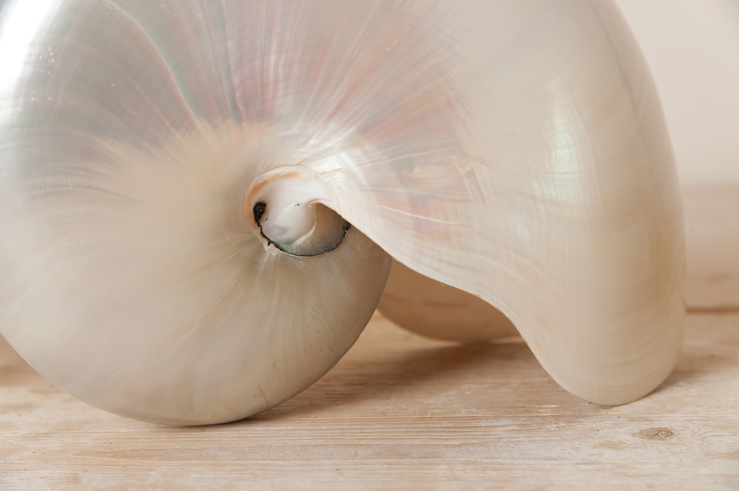 Giant nautilus shell | Nikki Page Antiques