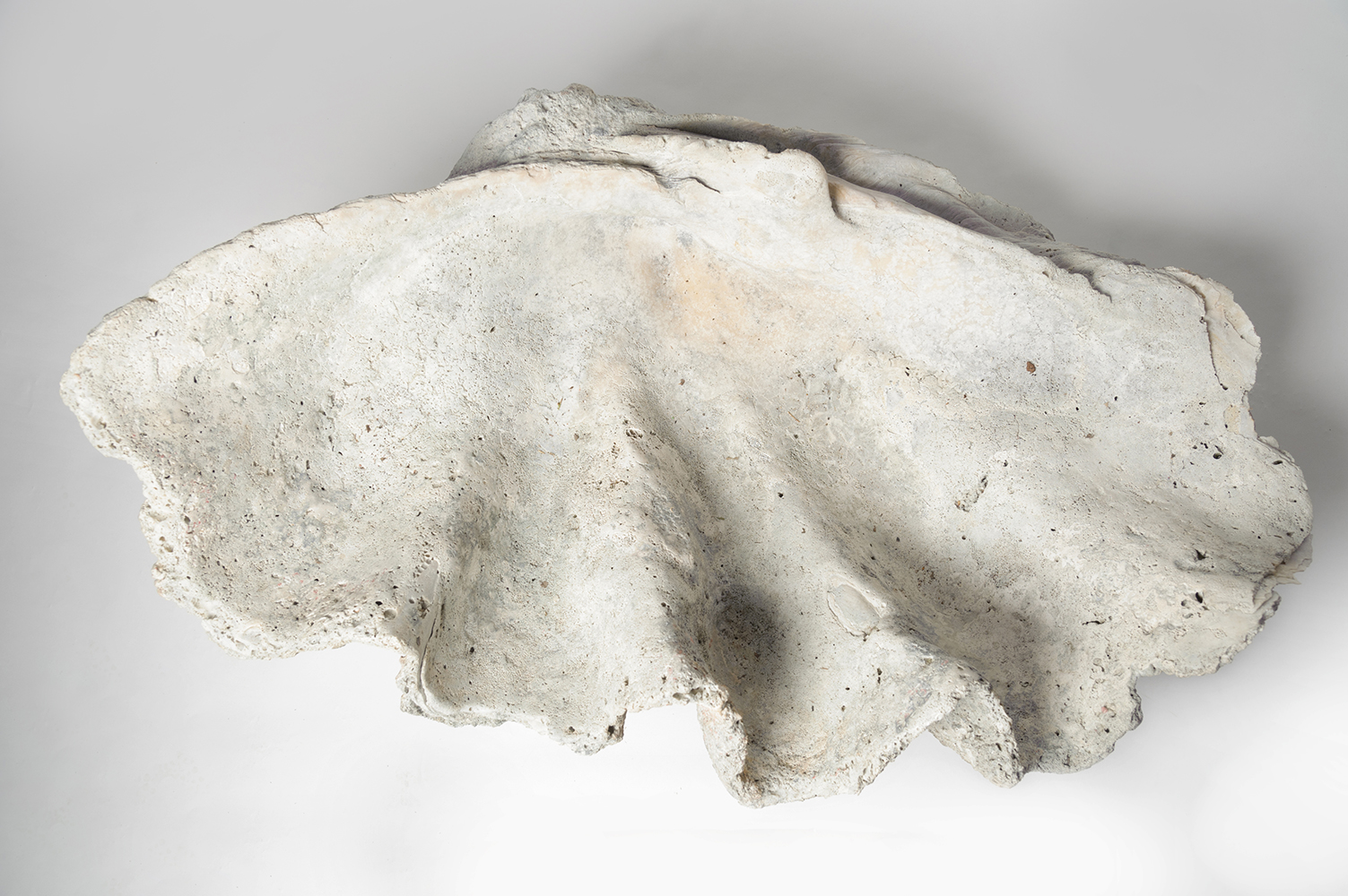 Exceptional giant clam shell over 1 meter wide | Nikki Page Antiques