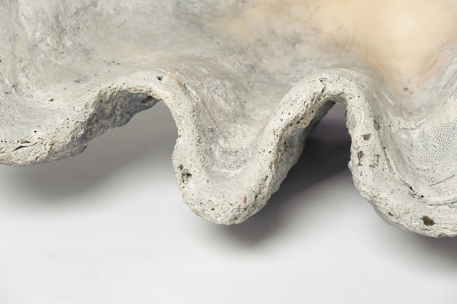 Exceptional giant clam shell over 1 meter | Nikki Page Antiques