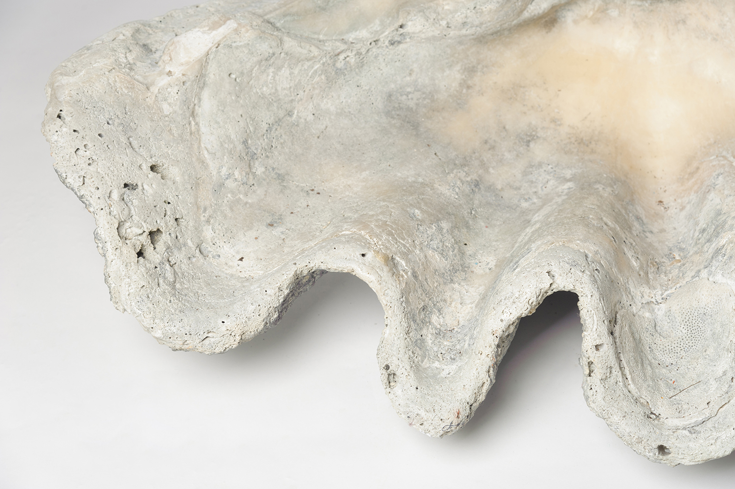 Exceptional giant clam shell over 1 meter | Nikki Page Antiques