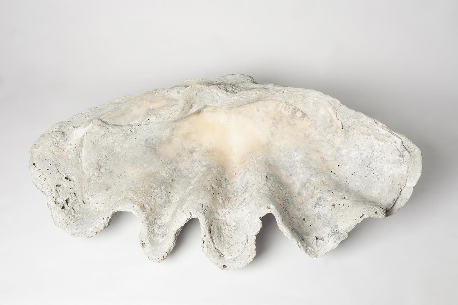 Exceptional giant clam shell over 1 meter | Nikki Page Antiques