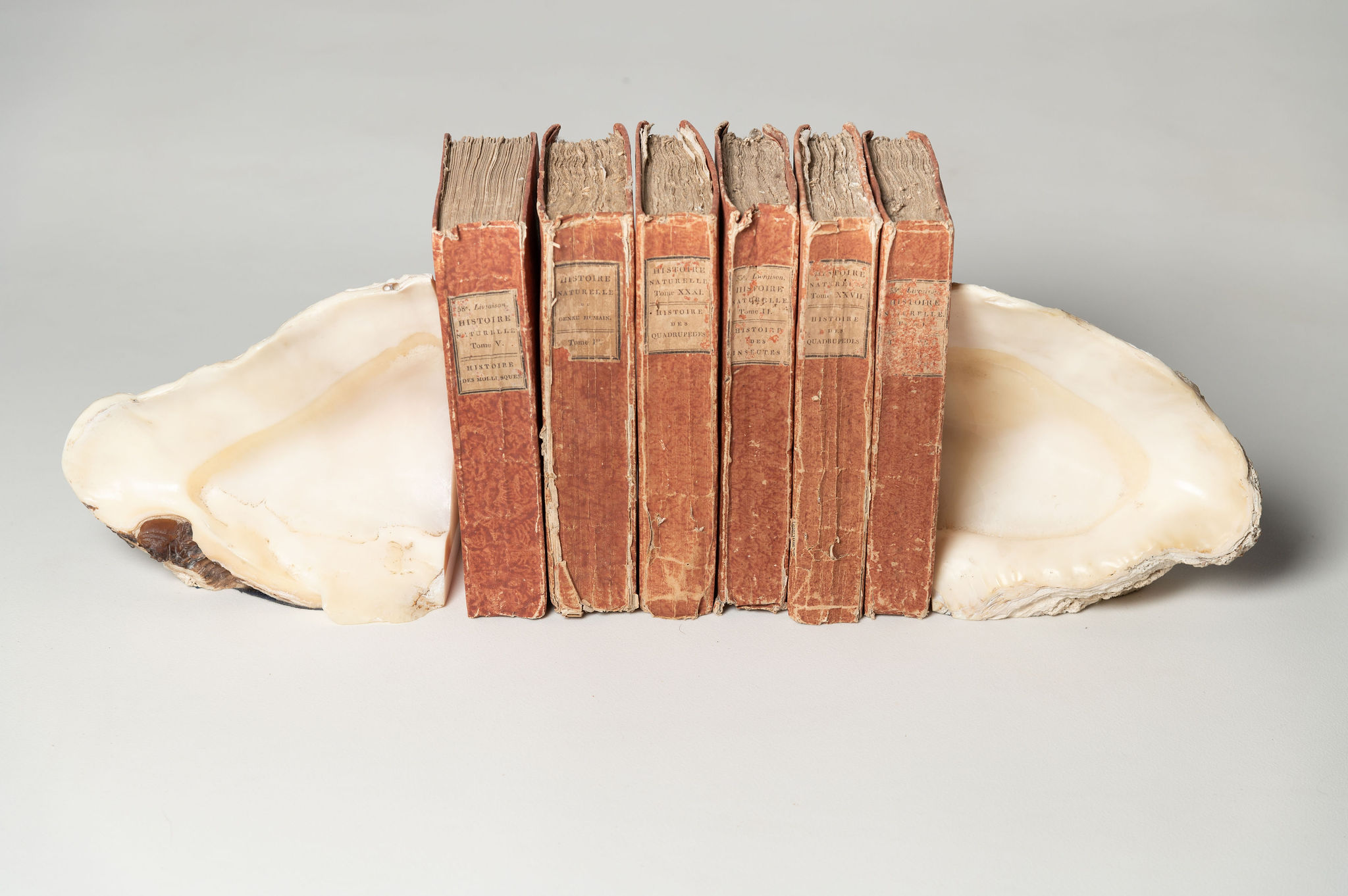 Pair of clam shell bookends | Nikki Page Antiques